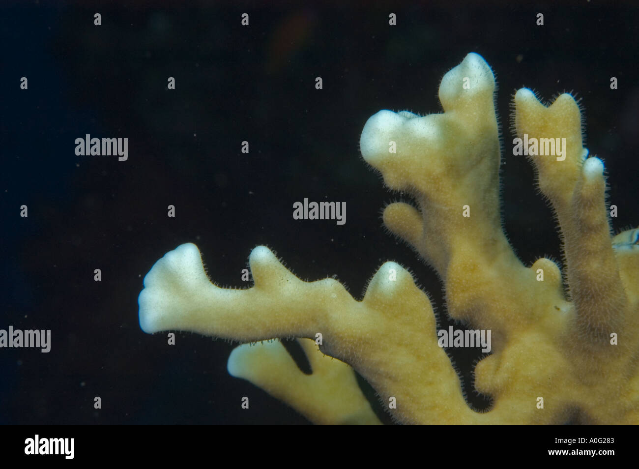 Fire Coral (Millepora dichotoma) Southern Red Sea, Egypt Stock Photo ...