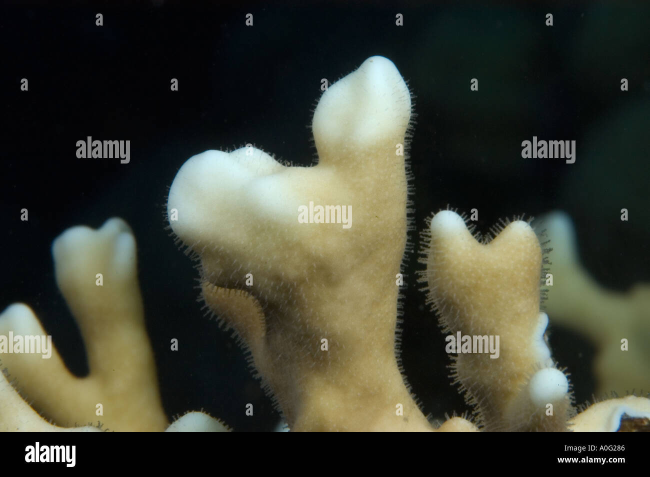 Fire Coral (Millepora dichotoma) Southern Red Sea, Egypt Stock Photo ...