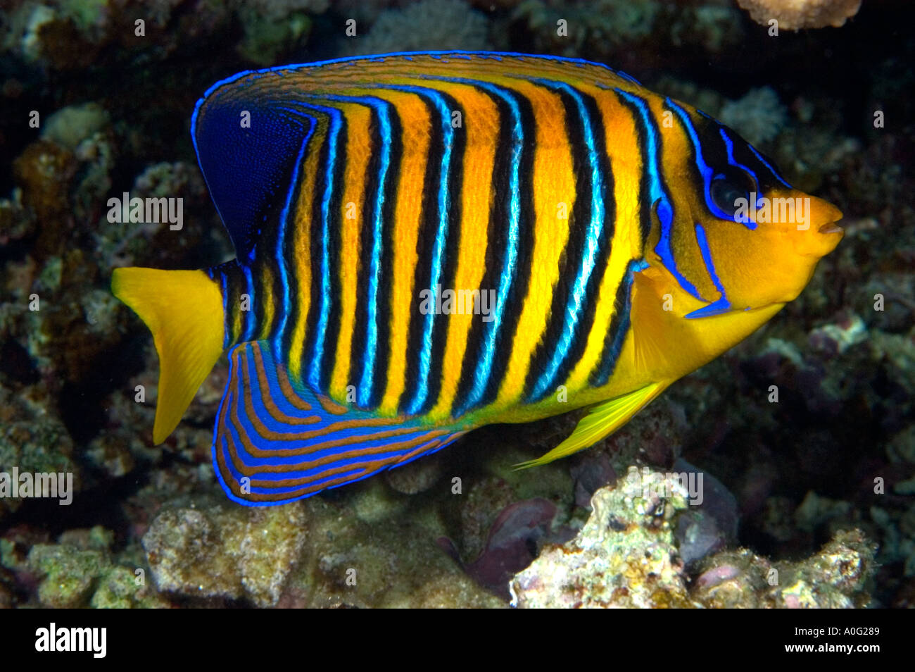 Royal Angelfish (Pygoplites diacanthus) in the Southern Red Sea, Egypt ...