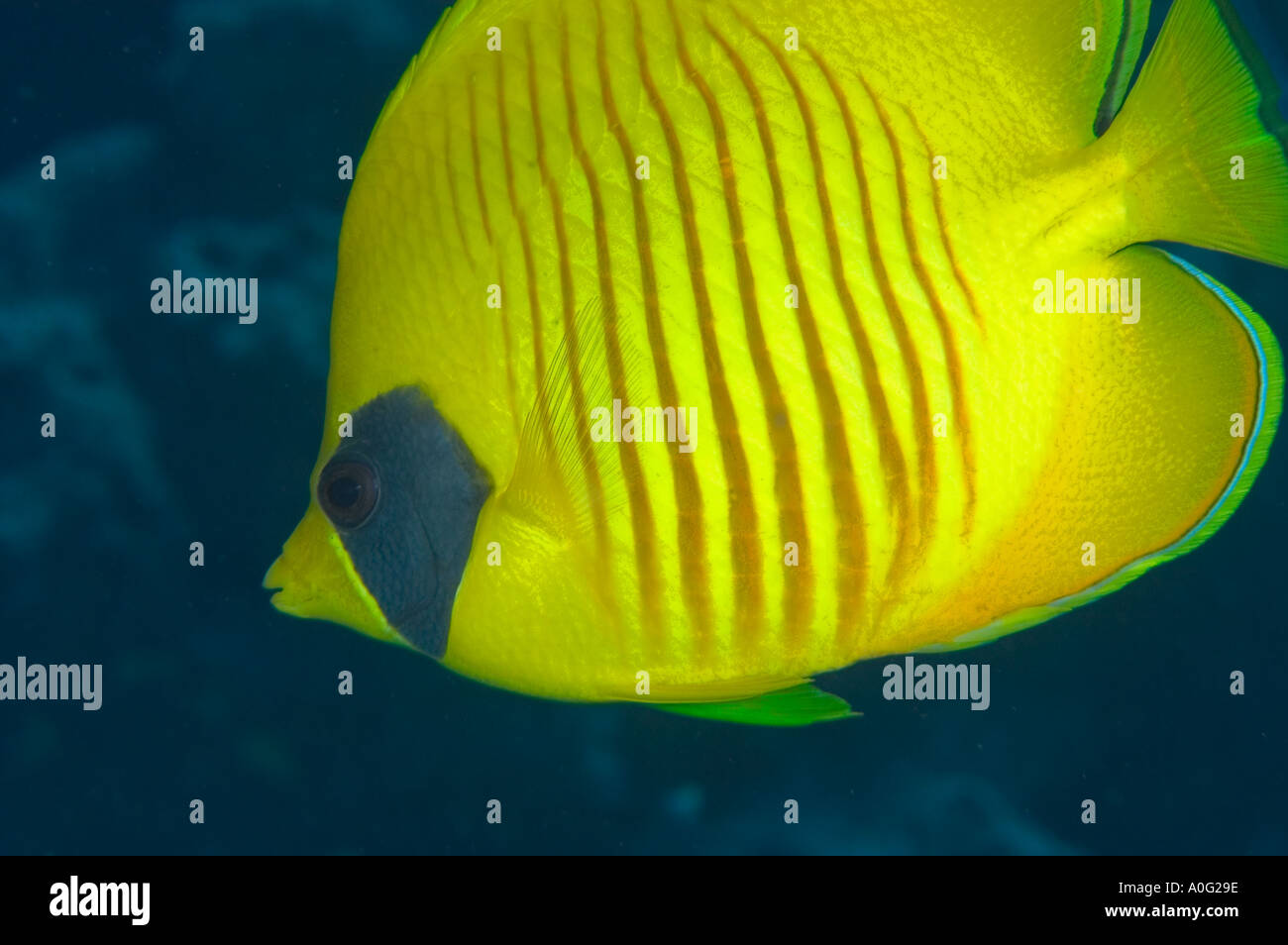 Masked Butterflyfish (Chaetodon semilarvatus) in the Southern Red Sea ...