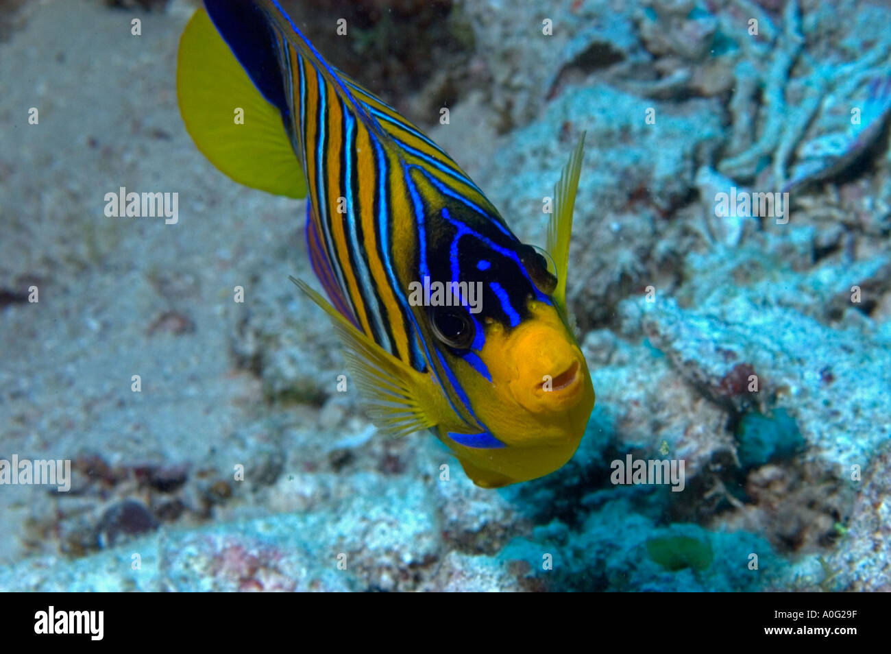 Royal Angelfish (Pygoplites diacanthus) in the Southern Red Sea, Egypt ...