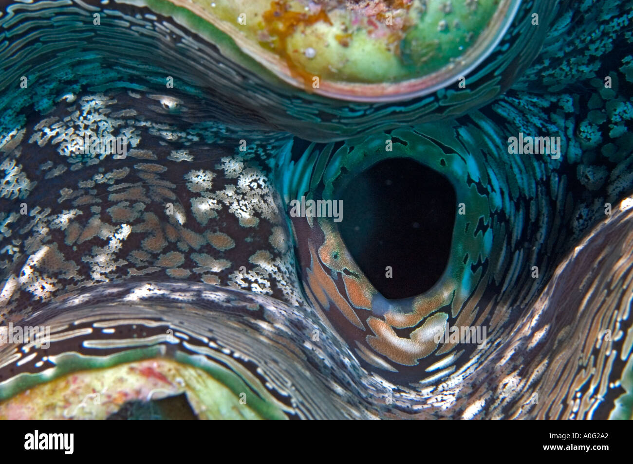 Close-up view of Giant Clam (Tridacna maxima) in the Southern Red Sea ...