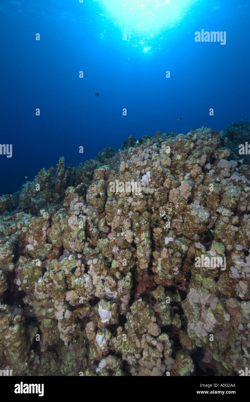 Coral Reef with Hard Corals (Acropora), Southern Red Sea, Egypt Stock ...