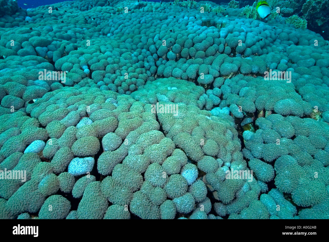 Coral Reef with Hard Corals (Acropora), Southern Red Sea, Egypt Stock ...