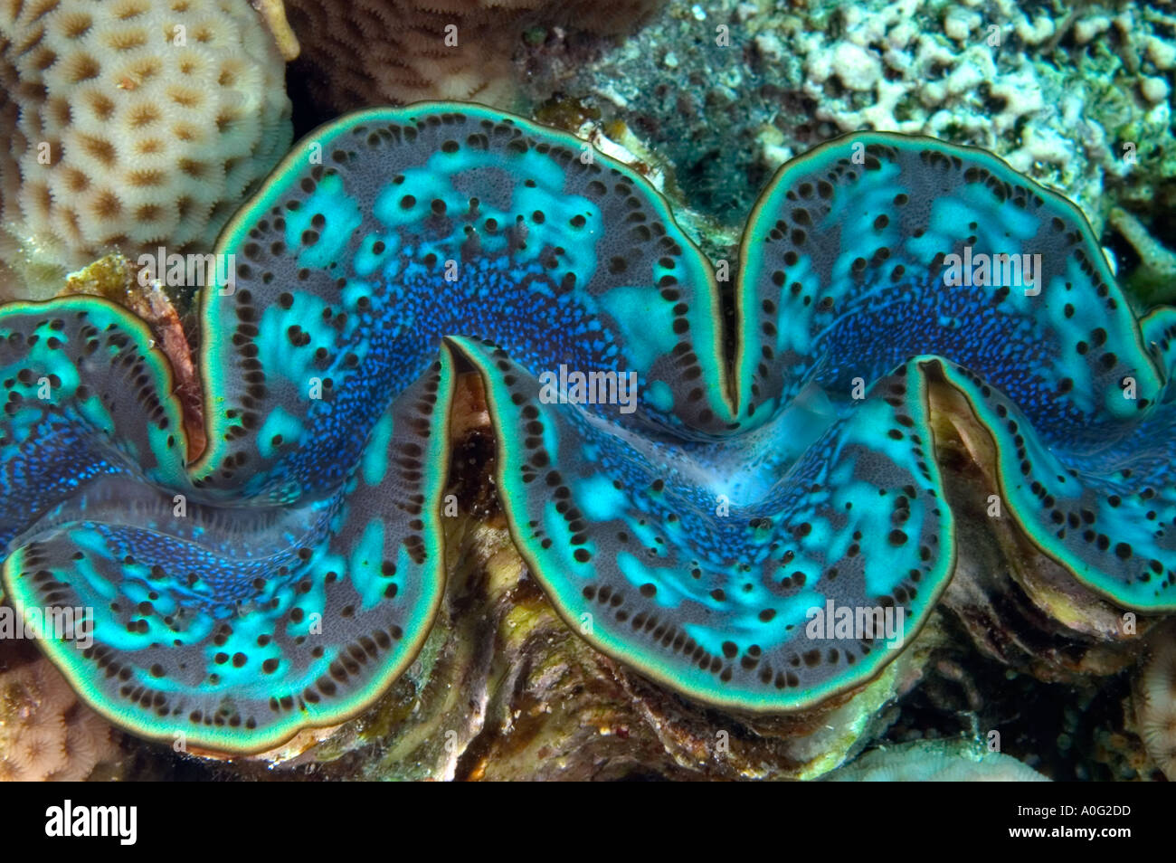 Tridacna maxima red sea hi-res stock photography and images - Alamy