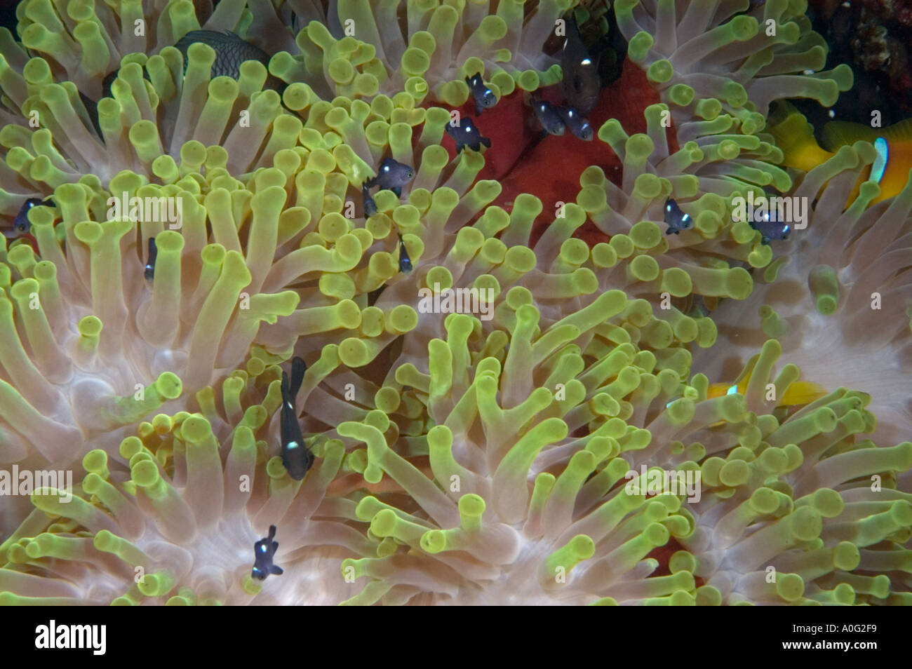 Magnificent Sea Anemone (Heteractis magnifica) with baby Anemonefish ...
