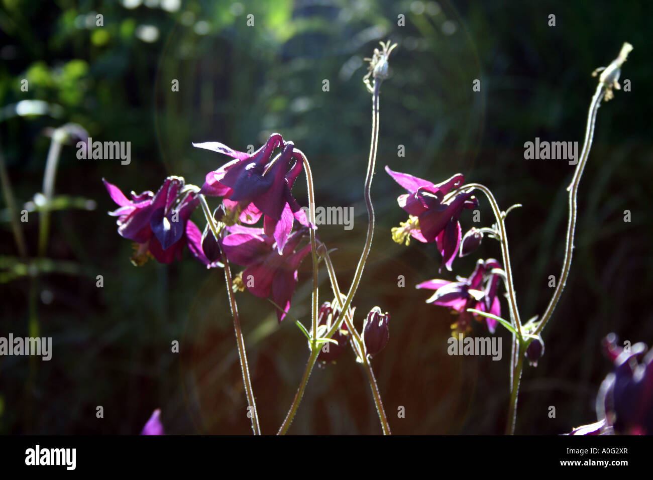 Aquilegia alpine columbine Stock Photo - Alamy