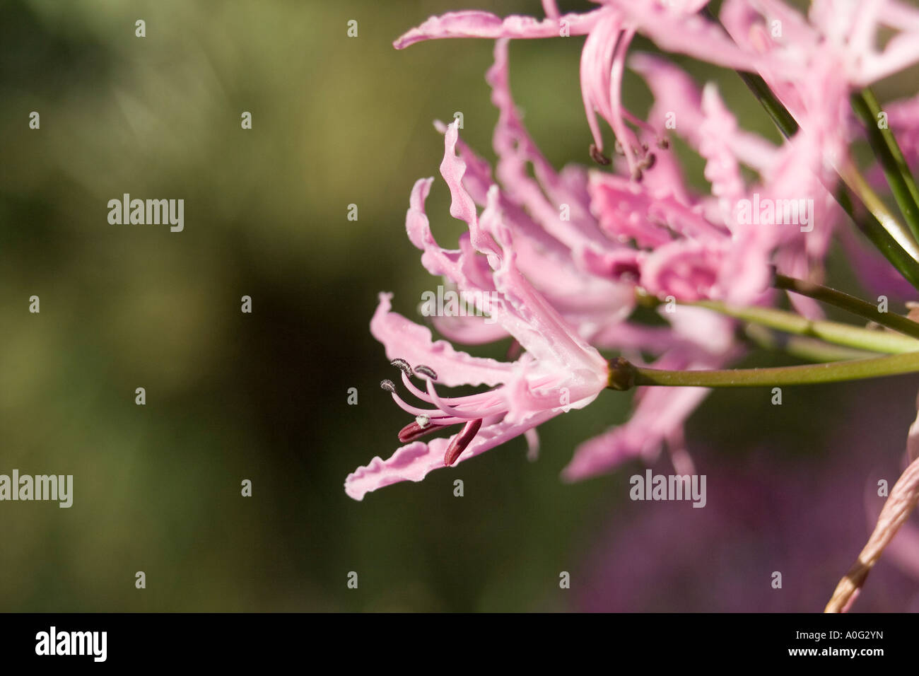 Nerine Bowdenii White High Resolution Stock Photography and Images - Alamy