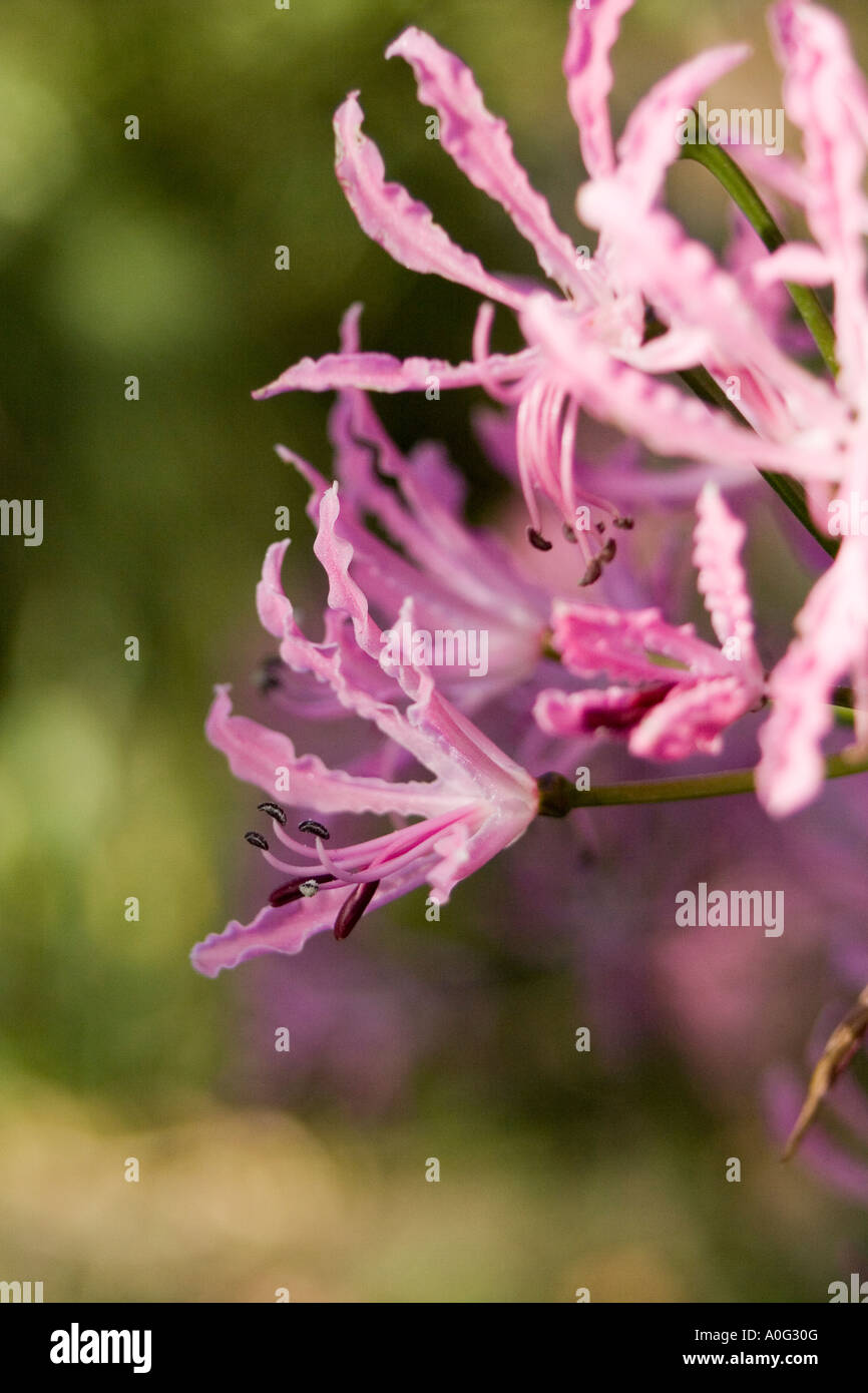 Nerine bowdenii white hi-res stock photography and images - Alamy