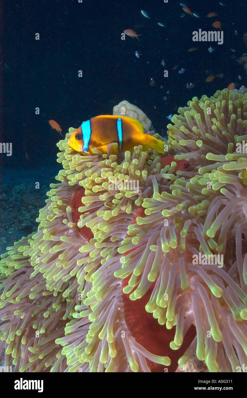 Red Sea Anemonefish (Amphiprion bicinctus) in the Southern Red Sea ...
