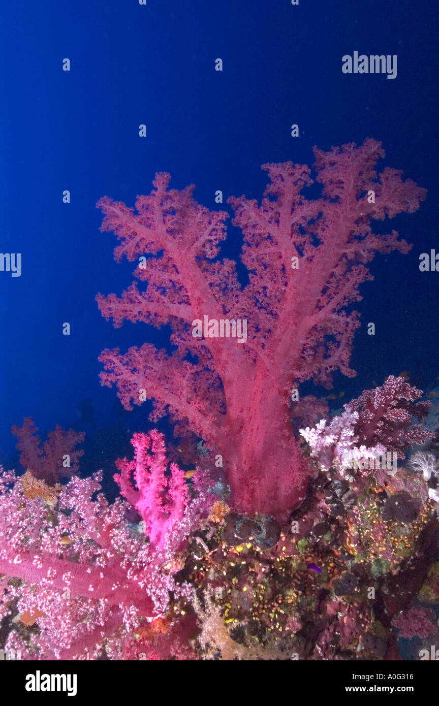 Prickley Alcyonariun Coral (Dendronephthya sp) in the Southern Red Sea ...