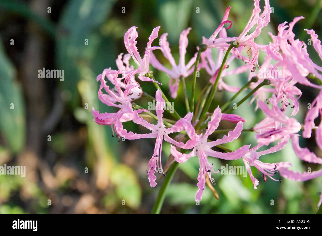 White pink nerine hi-res stock photography and images - Alamy