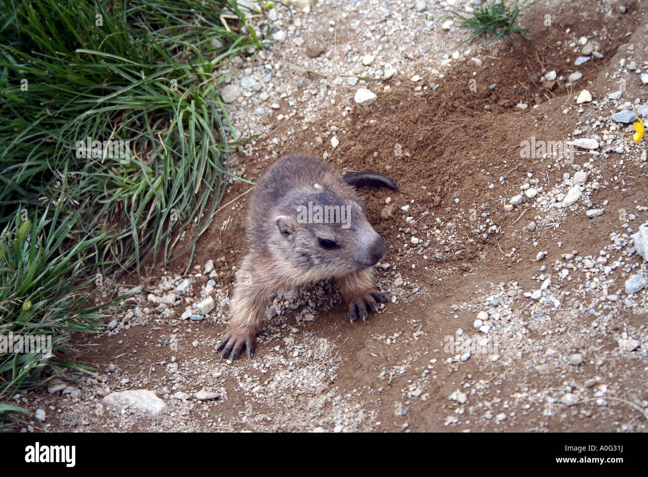 Baby marmot hi-res stock photography and images - Alamy