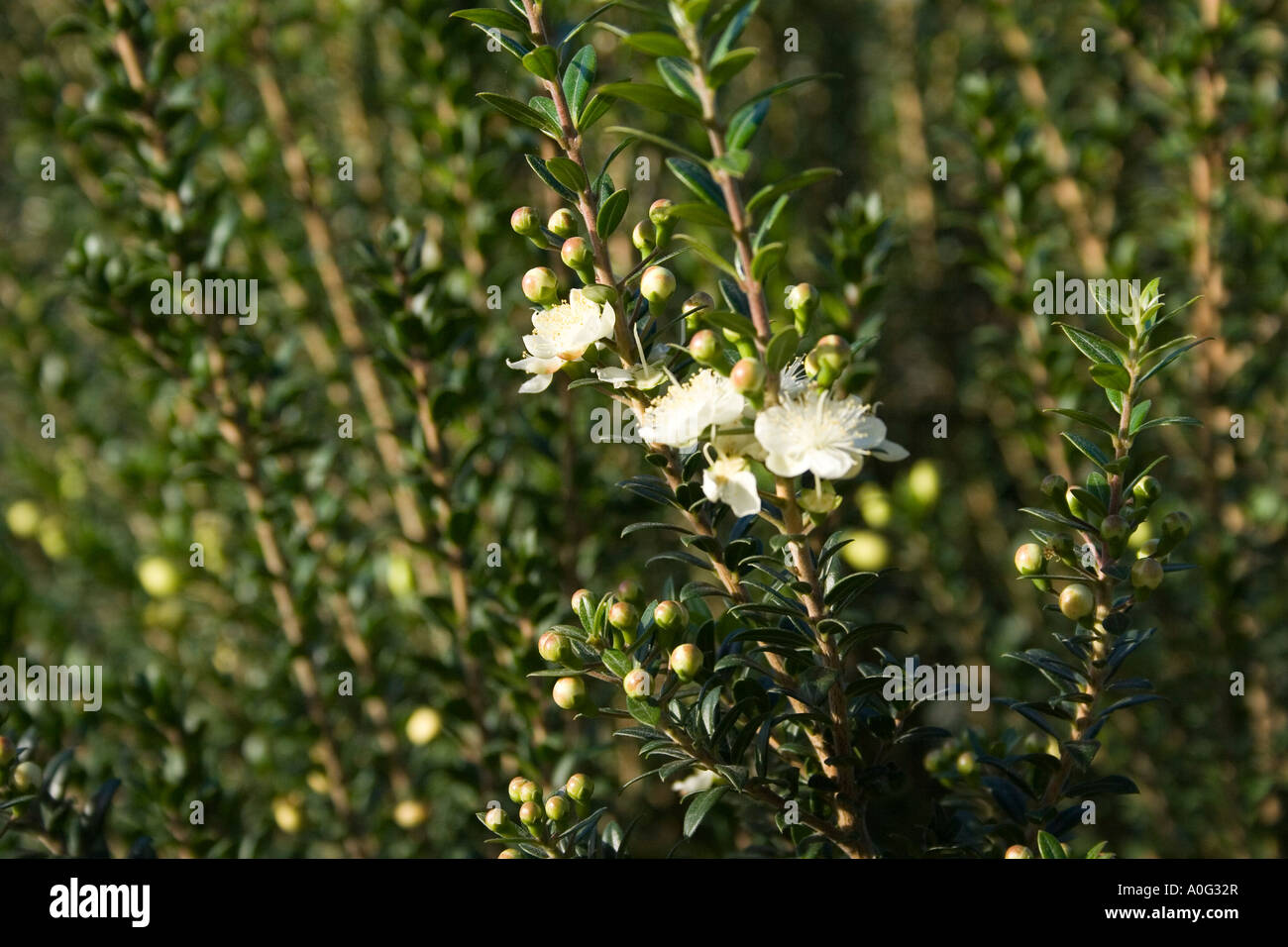 Myrtle flowers myrtus communis hi-res stock photography and images - Alamy