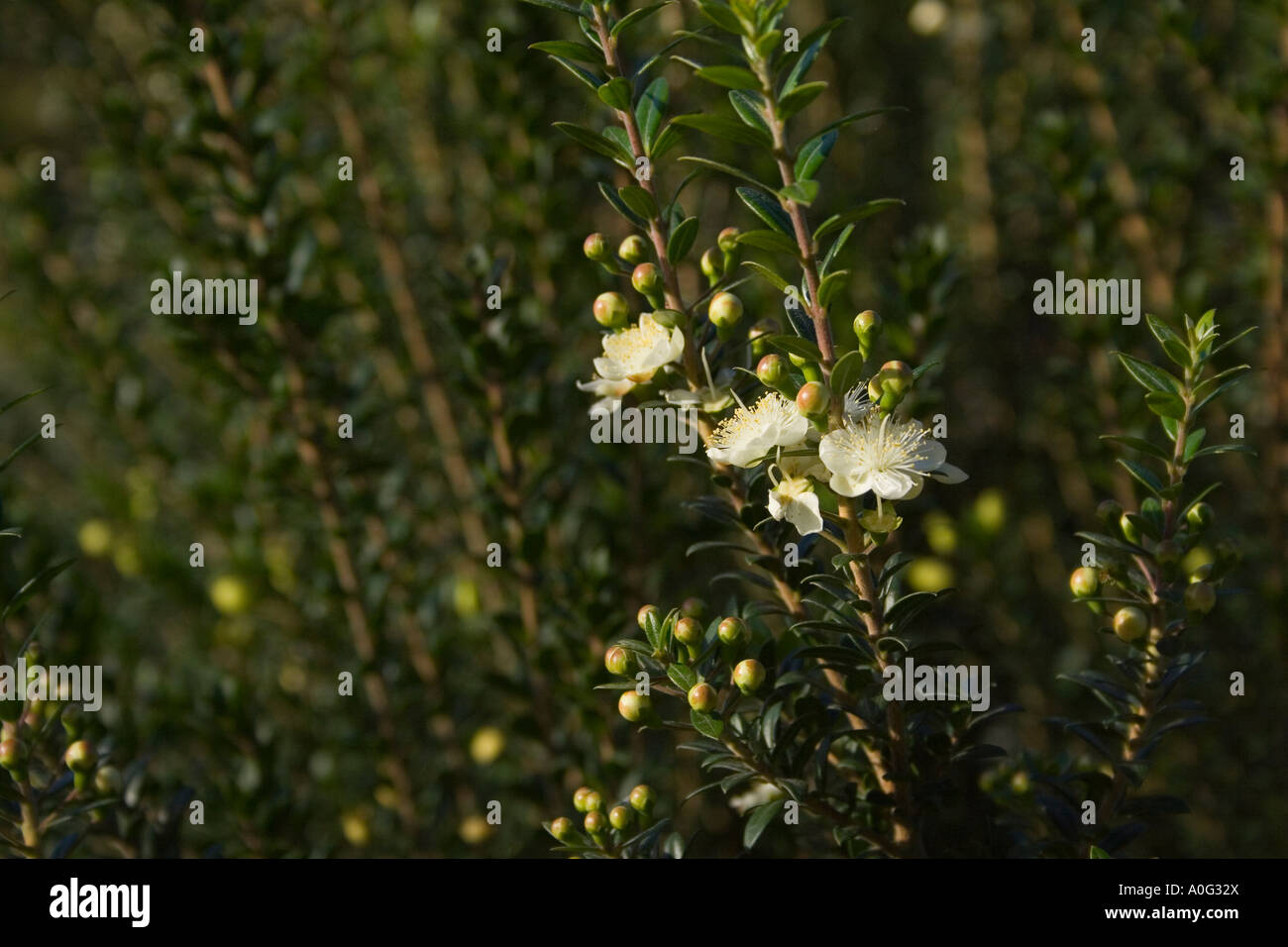 close up of myrtus communis flower Stock Photo - Alamy