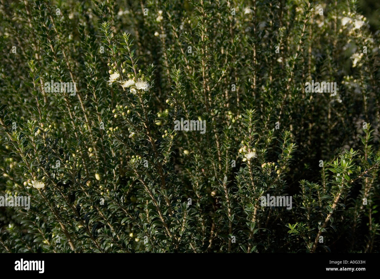 Species myrtus hi-res stock photography and images - Alamy