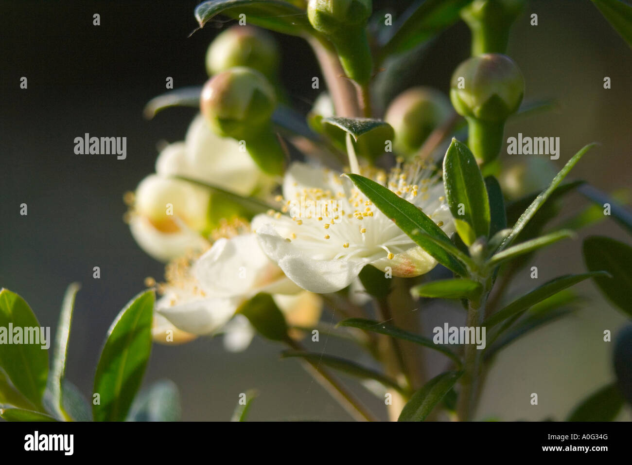 Species myrtus hi-res stock photography and images - Alamy