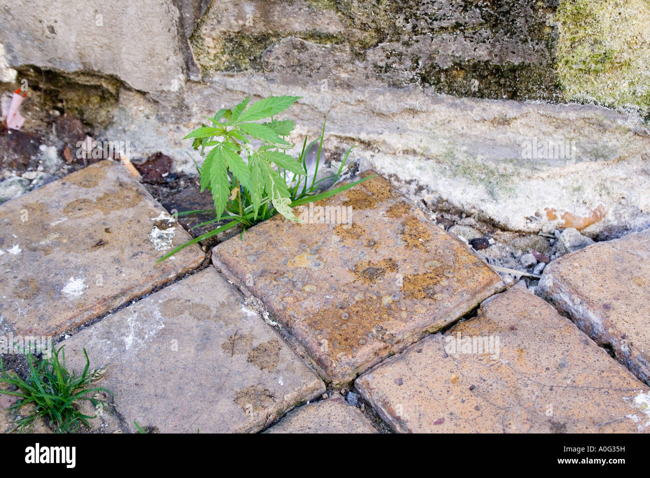 Parts of the hemp plant from which marijuana is made hi-res stock ...
