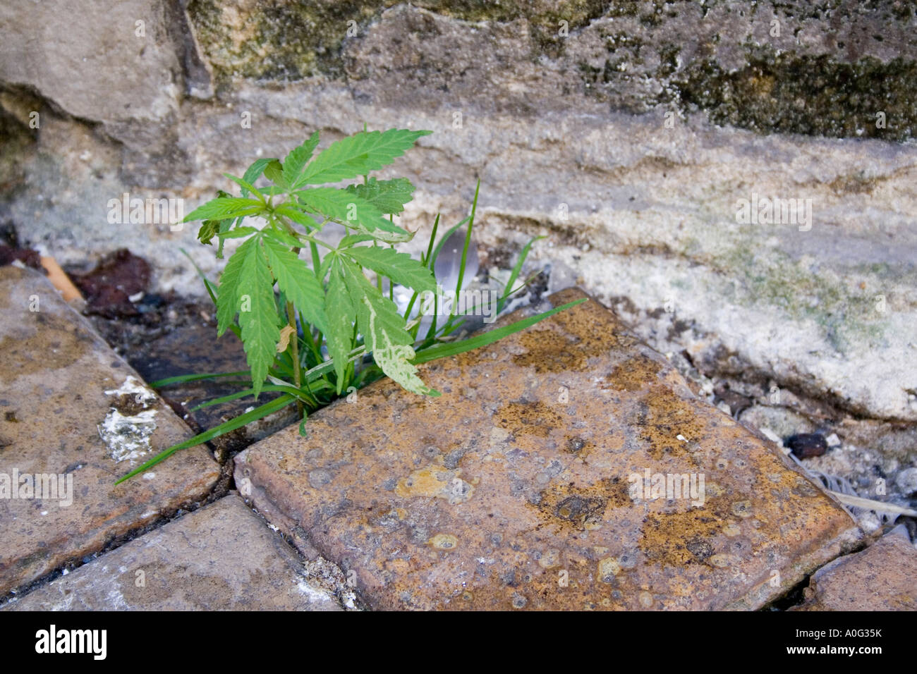 Parts of the hemp plant from which marijuana is made hi-res stock ...
