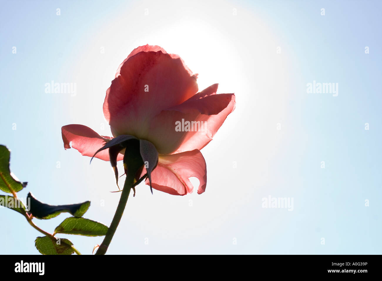 Perfumed climbing roses hi-res stock photography and images - Alamy