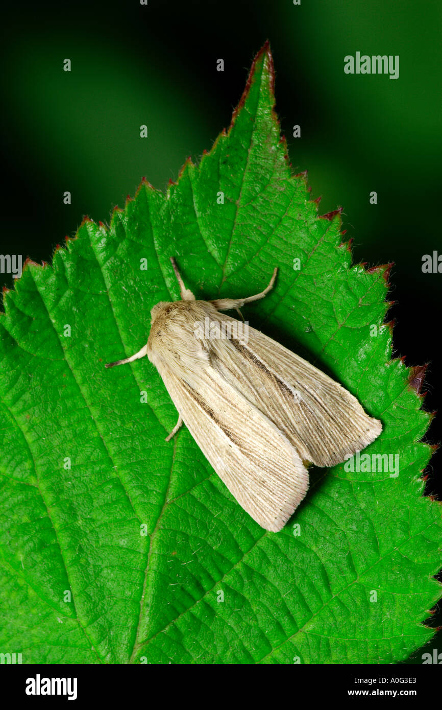 Wainscot uk hi-res stock photography and images - Alamy
