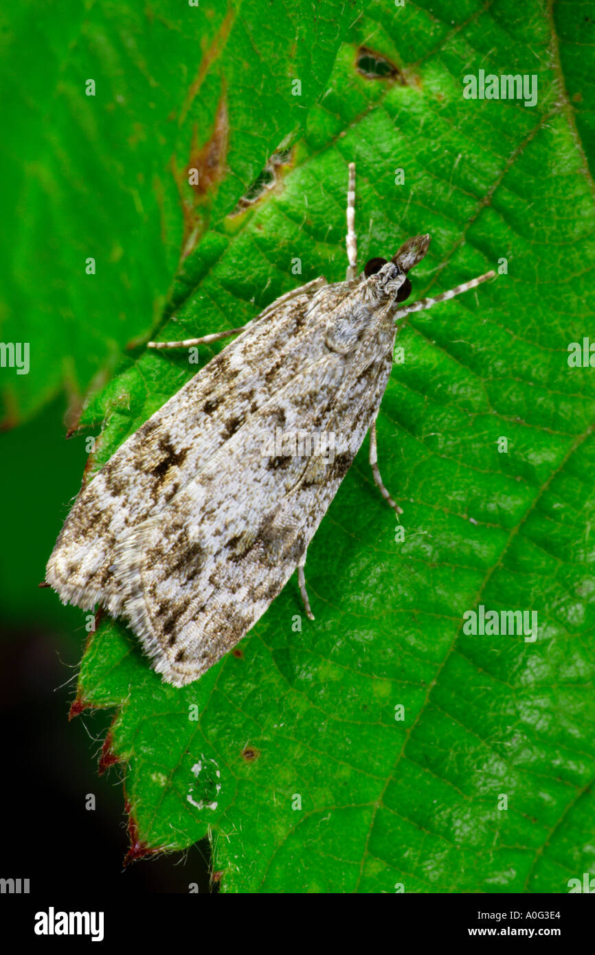 Scoparia hi-res stock photography and images - Alamy