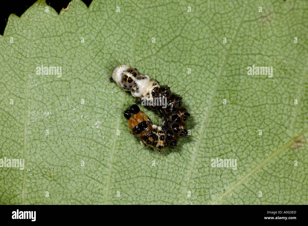 Alder Moth (Acronicta alni Larva mimicking bird dropping Stock Photo ...