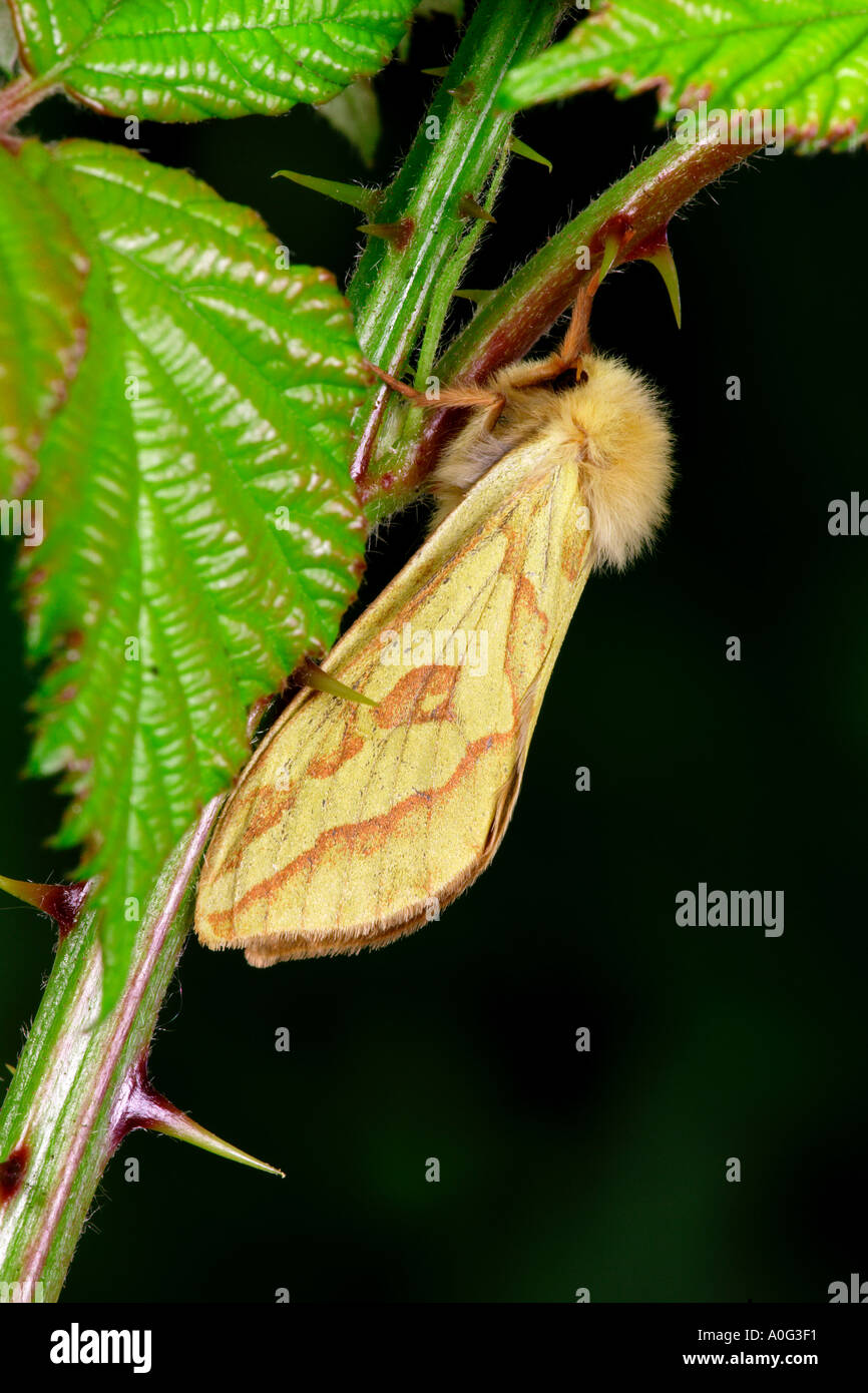 Ghost Moth Hepialus humuli Stock Photo - Alamy