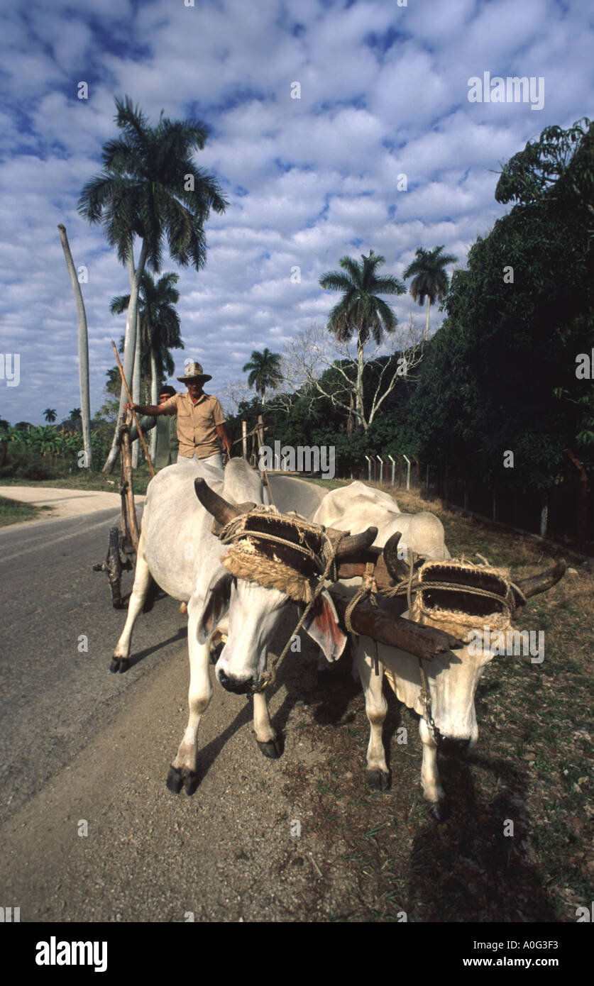 Cows in the yoke hi-res stock photography and images - Alamy