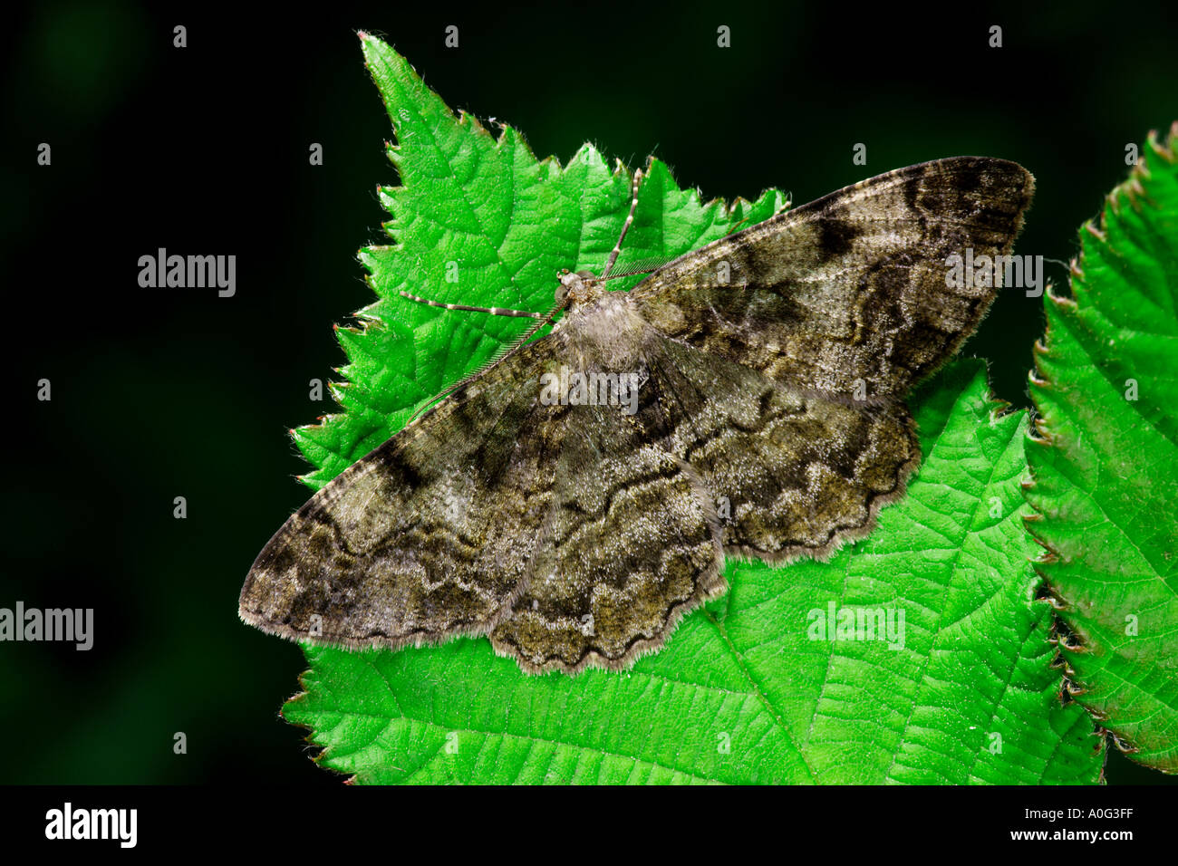 Mottled beauty moth hi-res stock photography and images - Alamy