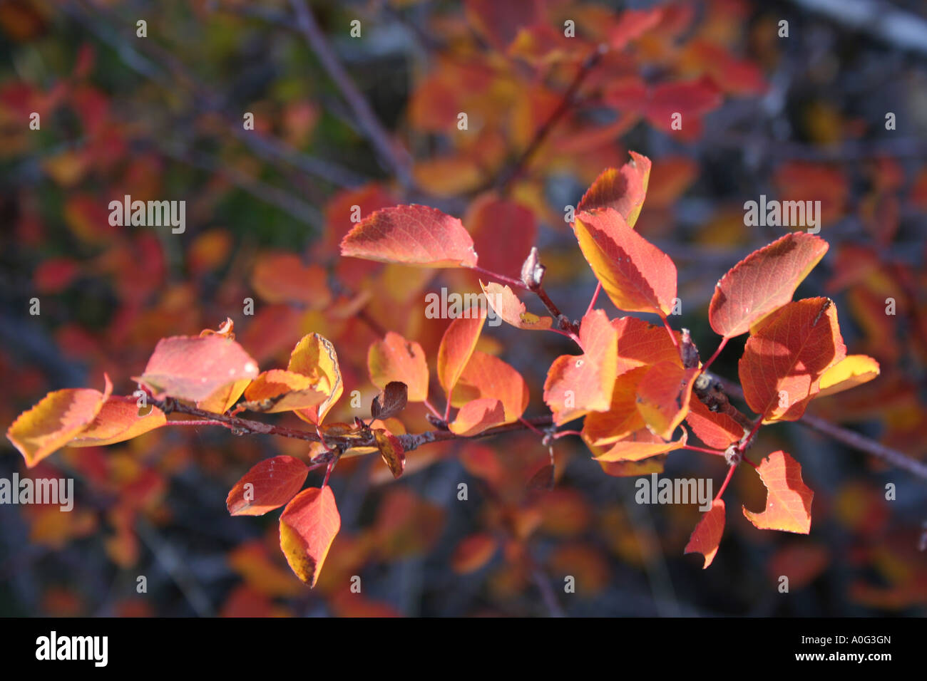 Autumn foliage colours in Italy's Sibillini National Park, Umbria and ...