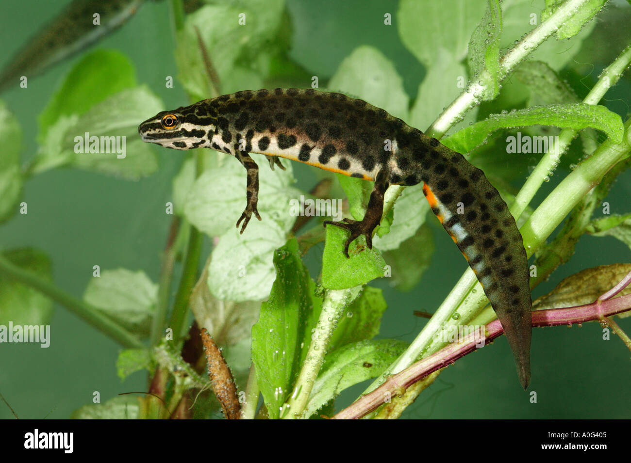 Common Smooth Newt Triturus vulgaris Stock Photo - Alamy
