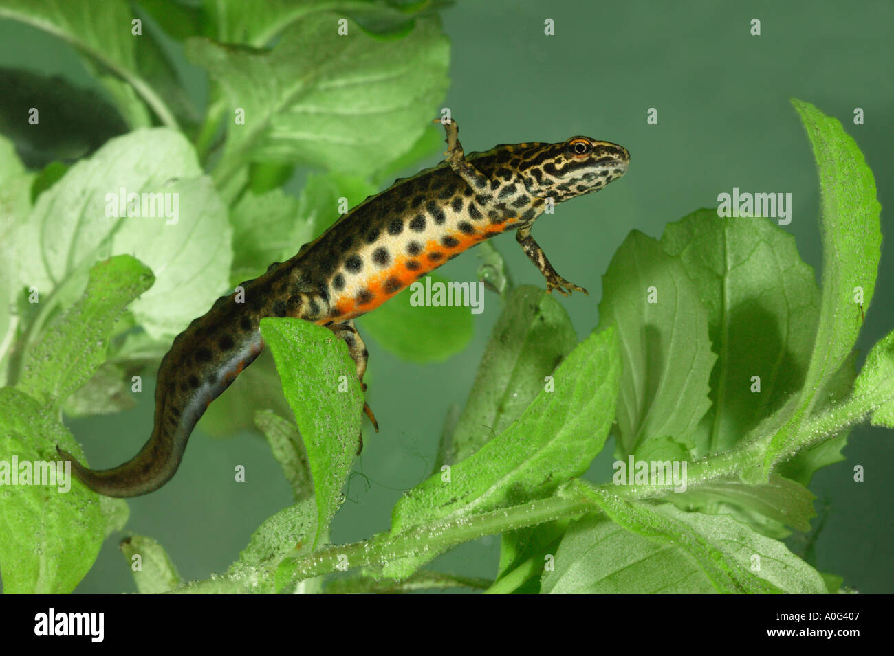Common Smooth Newt Triturus vulgaris Stock Photo - Alamy
