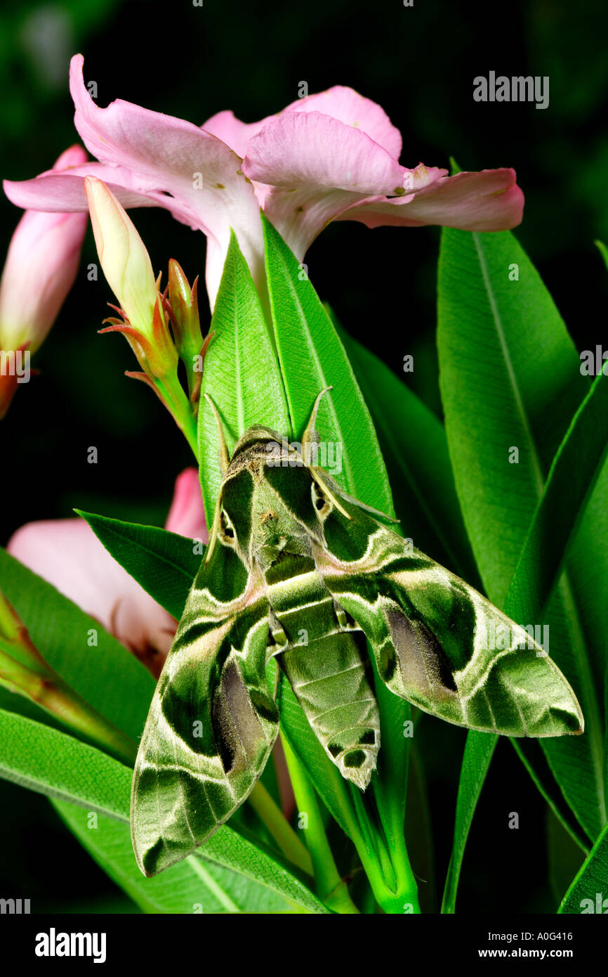 Oleander Hawk moth Daphnis nerii Stock Photo - Alamy