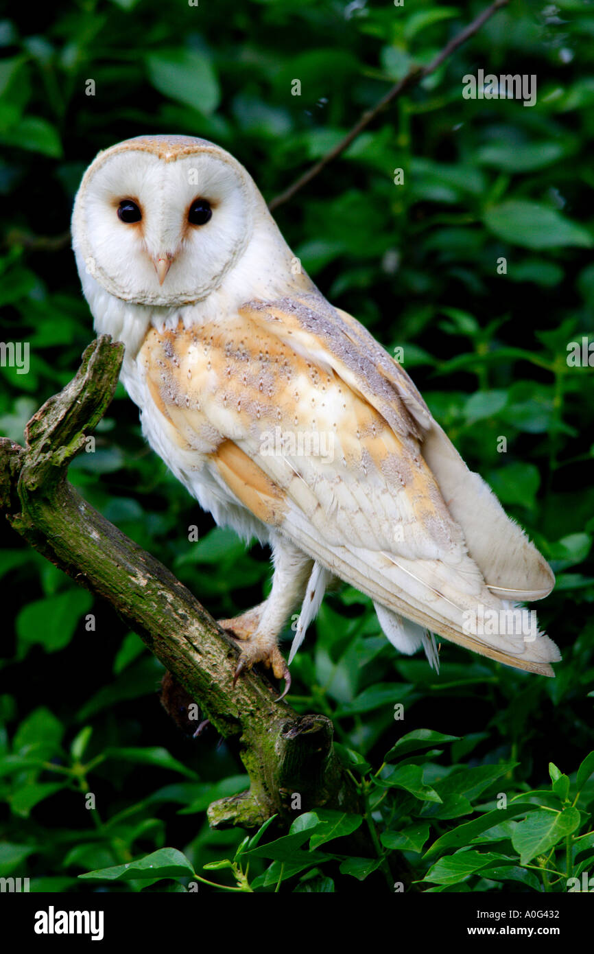 Barn Owl Tyto alba Stock Photo - Alamy