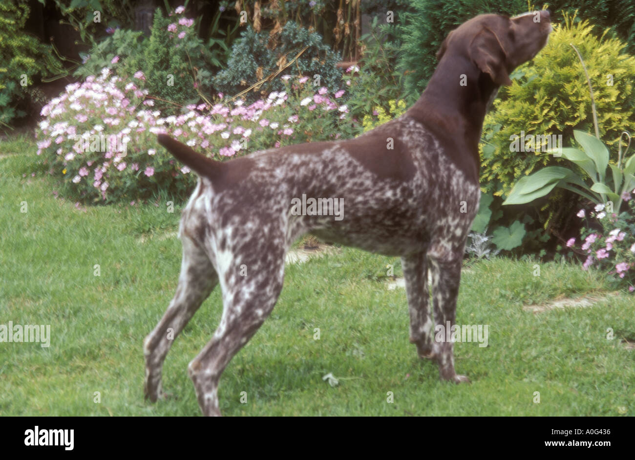 Working german gun hi-res stock photography and images - Alamy