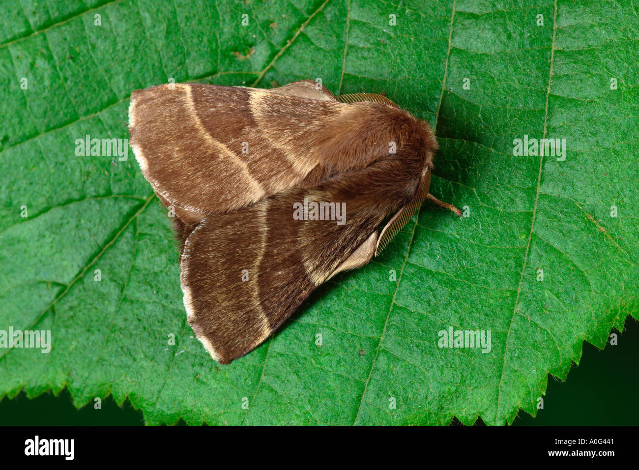 Lackey hi-res stock photography and images - Alamy