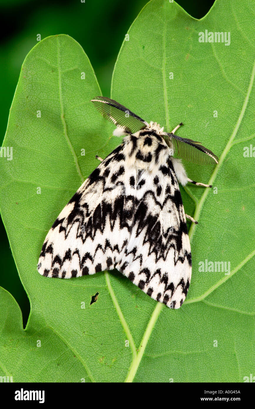Black Arches Lymantria monacha Stock Photo - Alamy