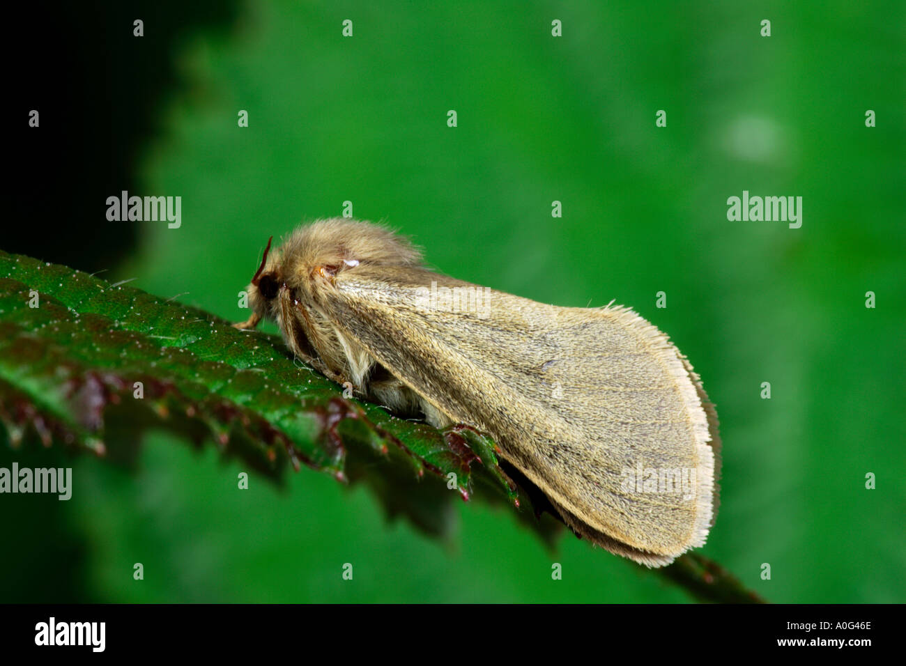 Hepialus hi-res stock photography and images - Alamy