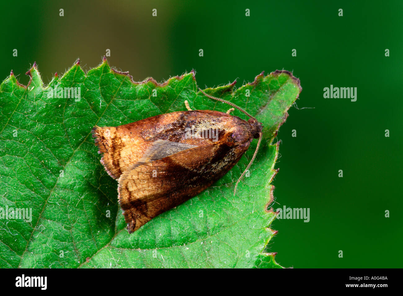 Large Fruit tree Tortrix Archips podana Stock Photo - Alamy
