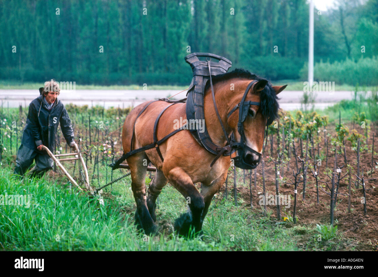 Work Horses Plowing