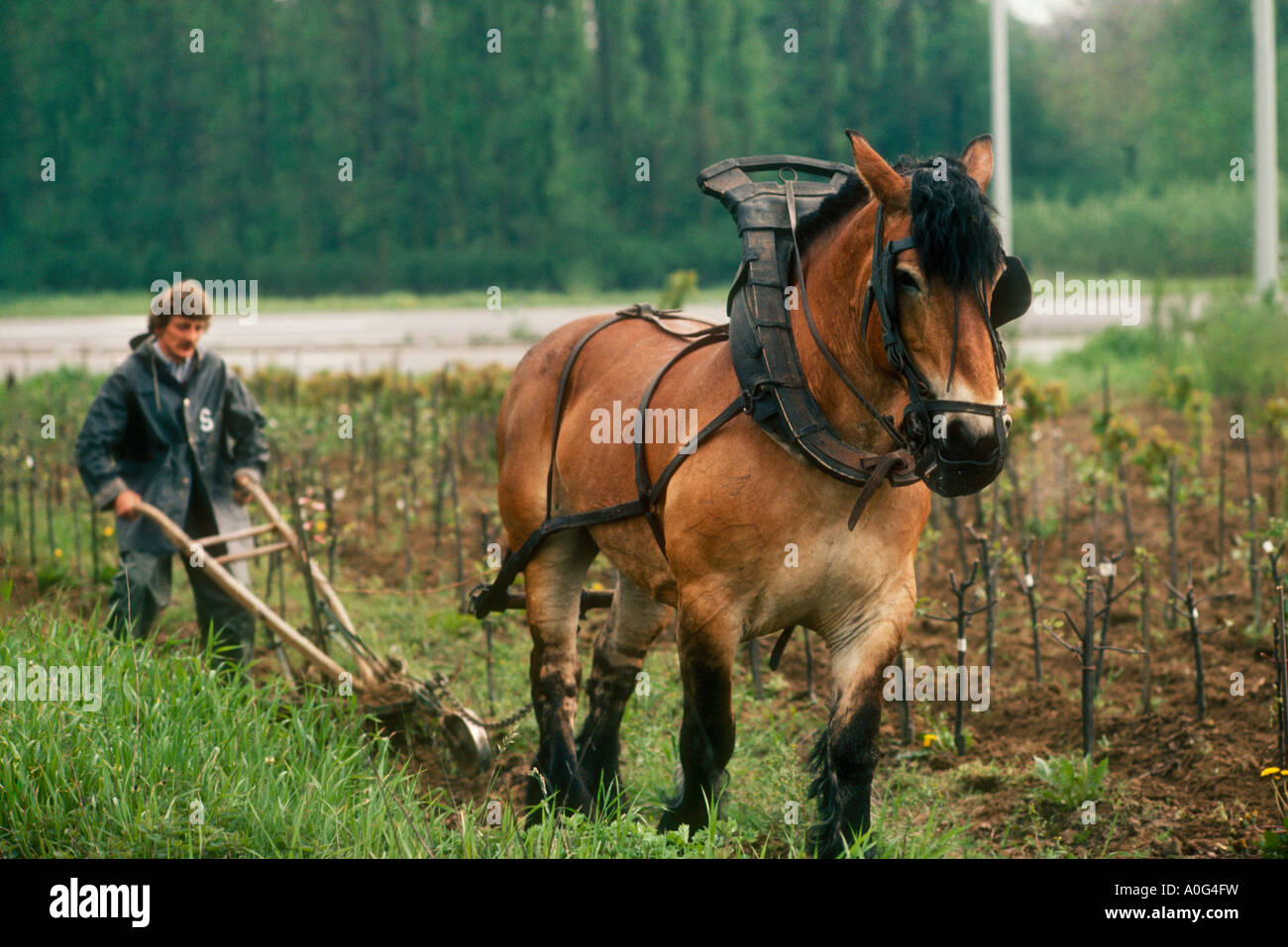 Man with plough horse ploughing fields in vineyards in rural France ...