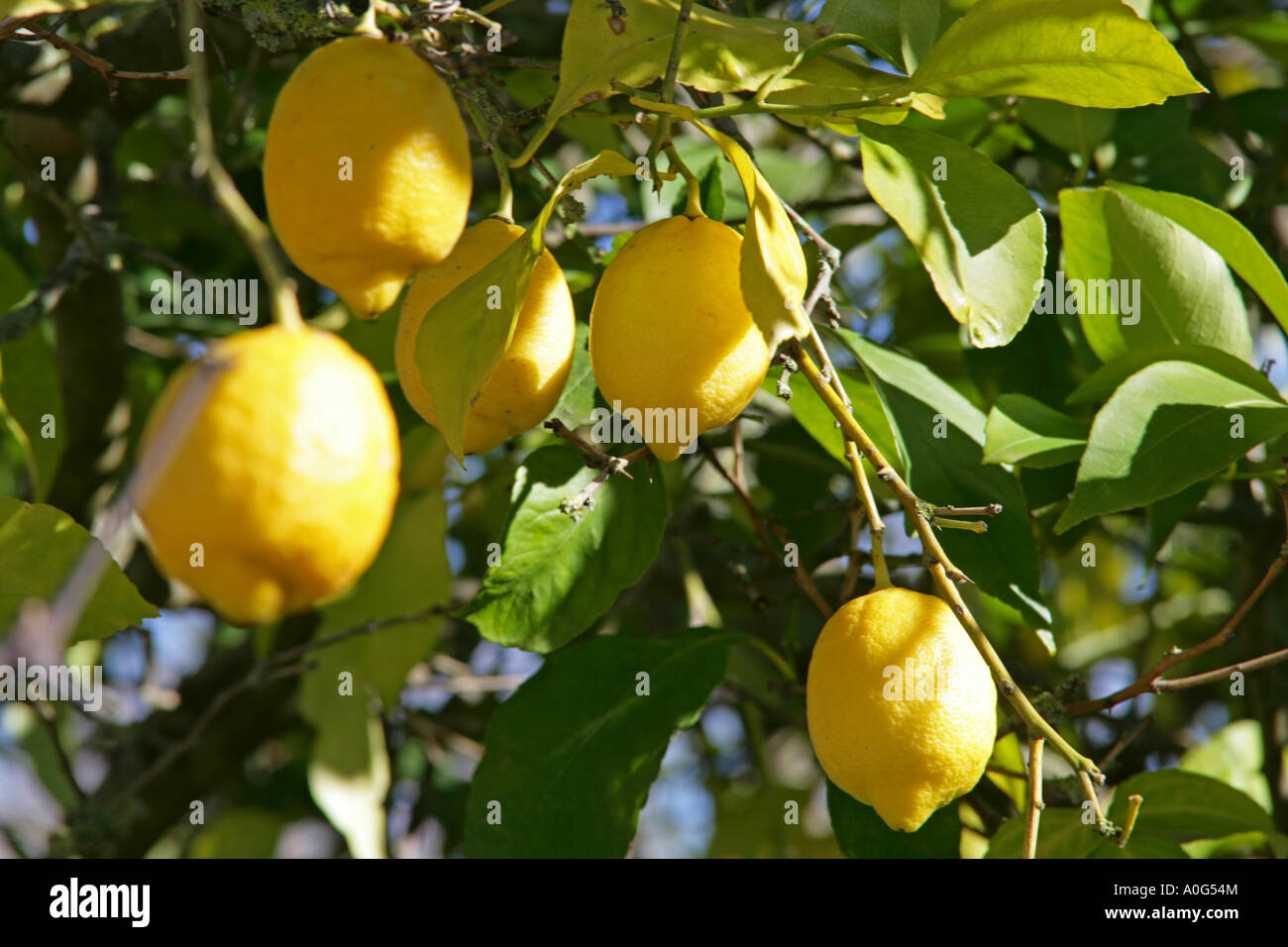 Fruit of a citrus lemon tree Stock Photo - Alamy