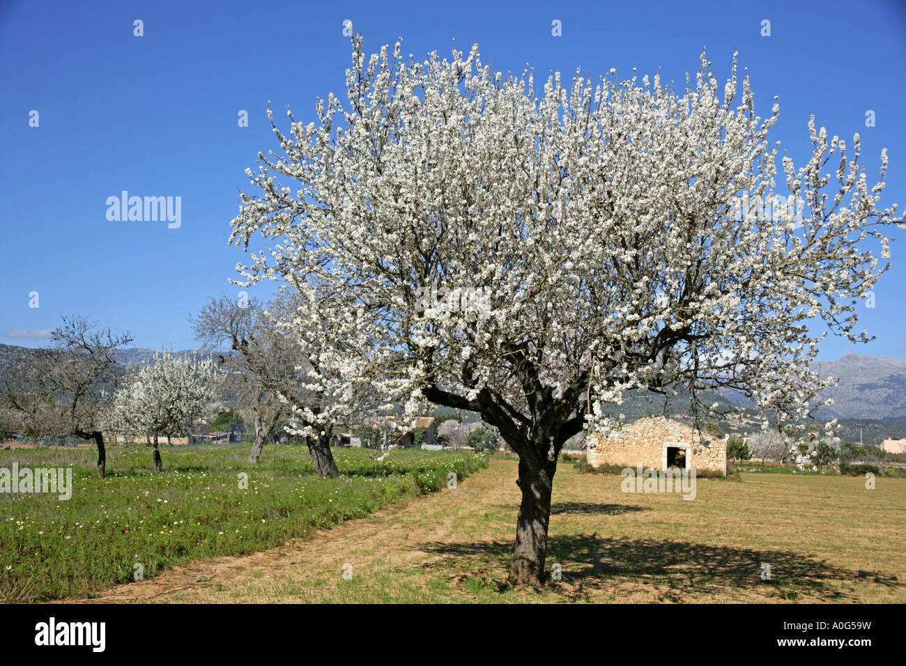 Almond Blossom Majorca Spain Stock Photo - Alamy