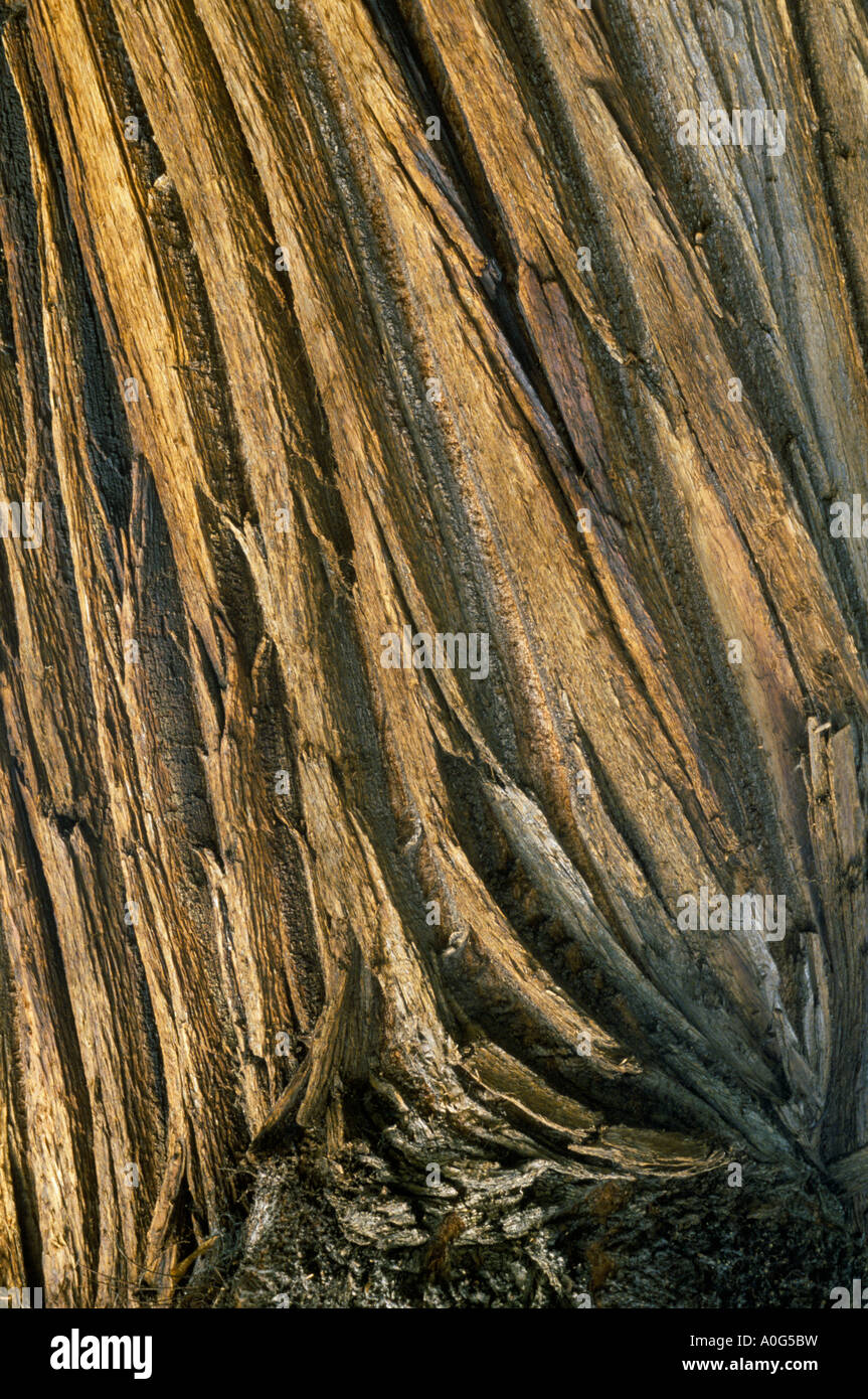 detail of sweet chestnut tree bark Castanea sativa Stock Photo - Alamy