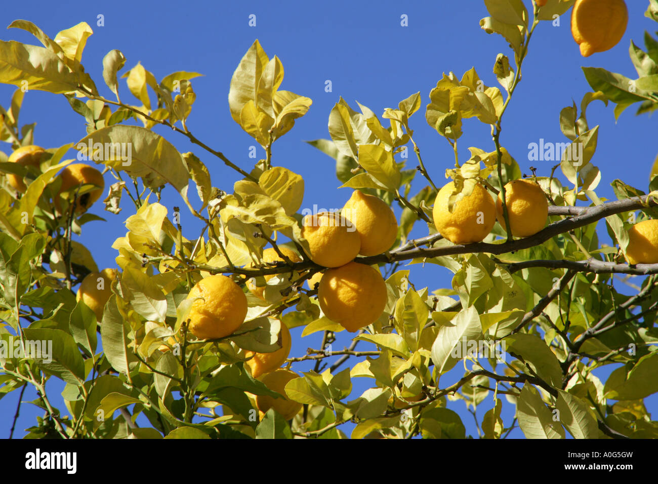 Fruit of a citrus lemon tree Stock Photo - Alamy