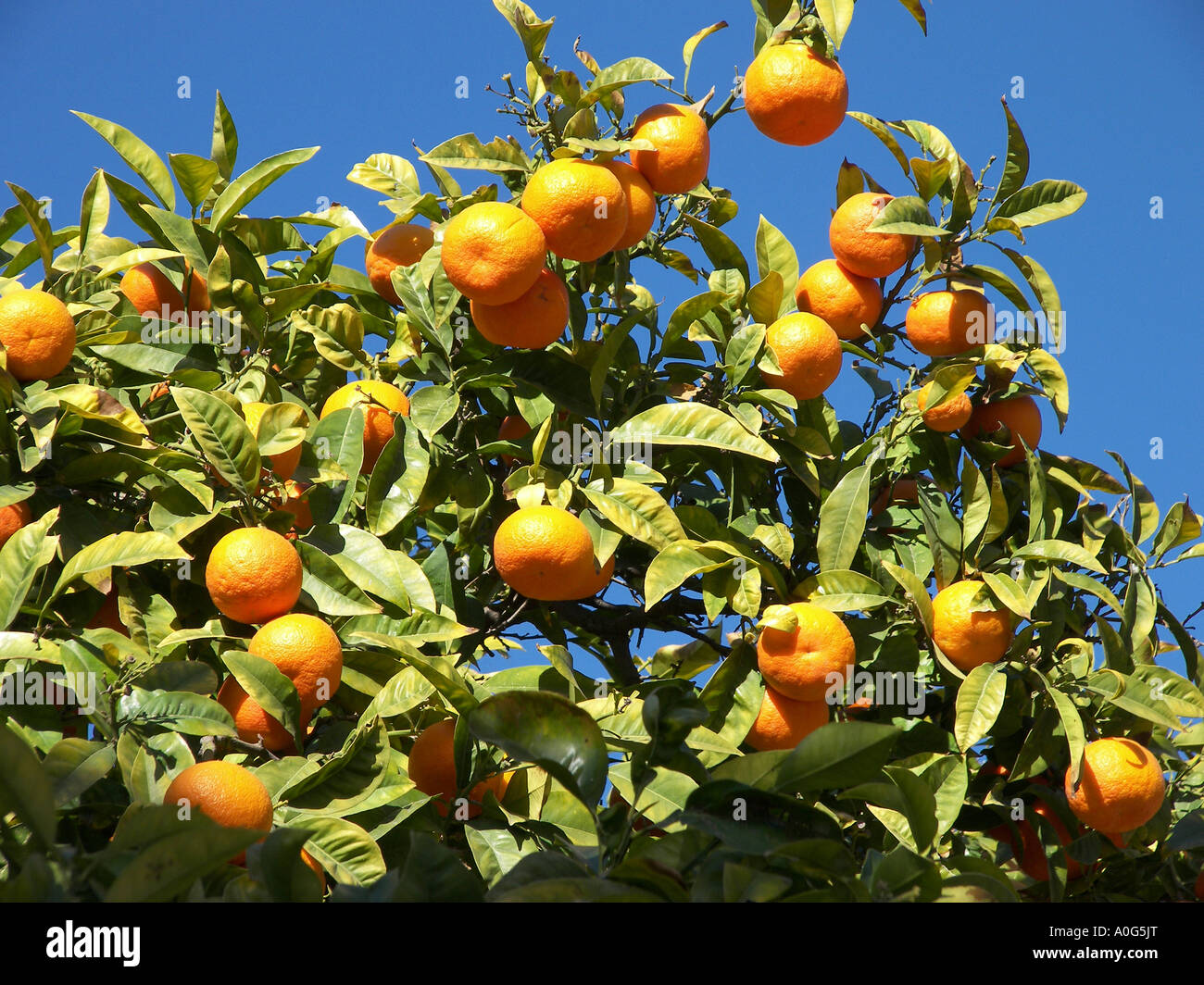 Fruit of a citrus orange tree Stock Photo - Alamy