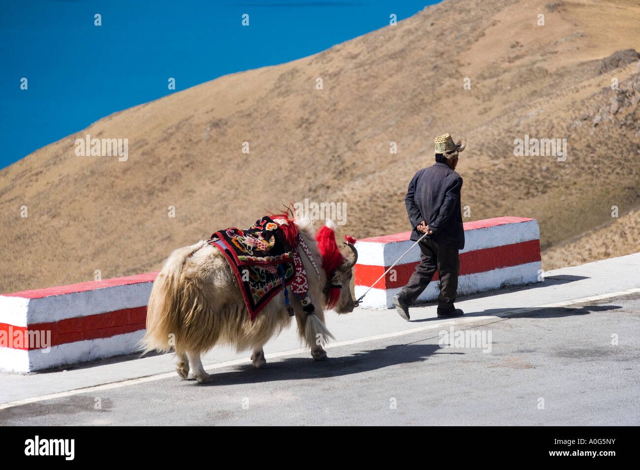 A yak at Yamdrok High Pass 17860ft with Yamdrok Tso or Turquoise Lake in background. Tibet ...