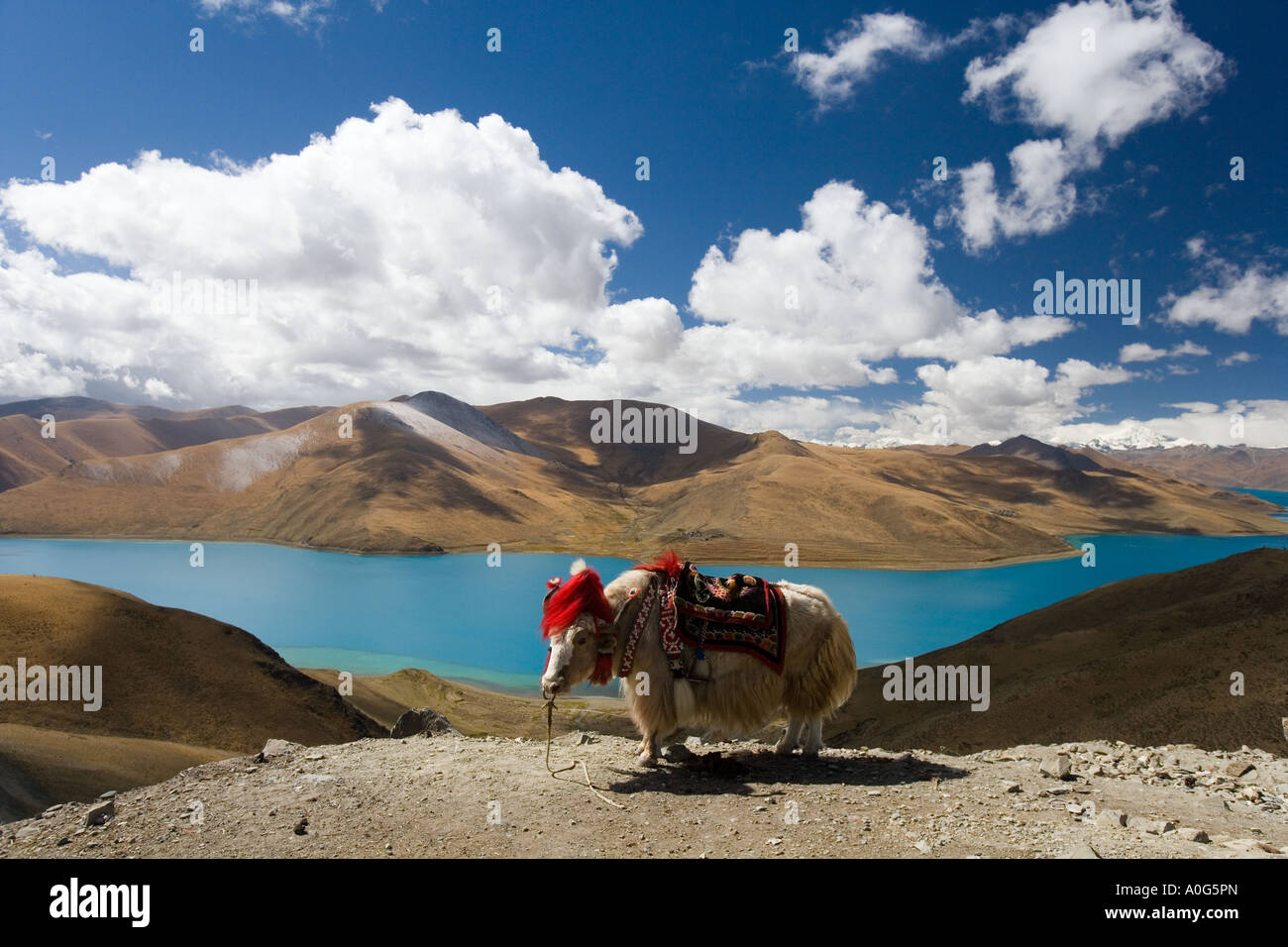 A yak at Yamdrok High Pass 17860ft with Yamdrok Tso or Turquoise Lake in background. Tibet ...