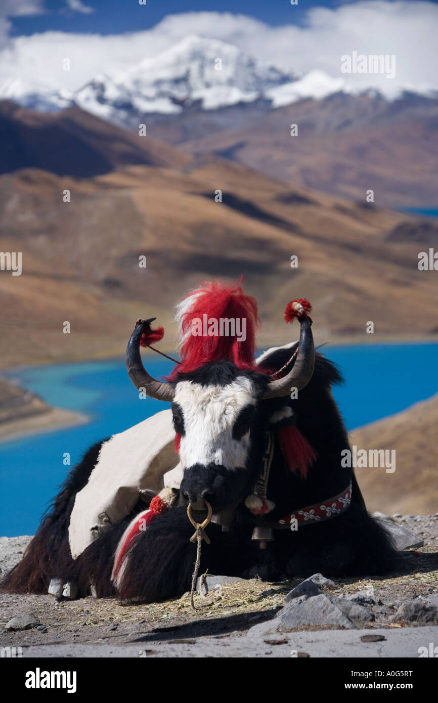 A yak at Yamdrok High Pass 17860ft with Yamdrok Tso or Turquoise Lake ...